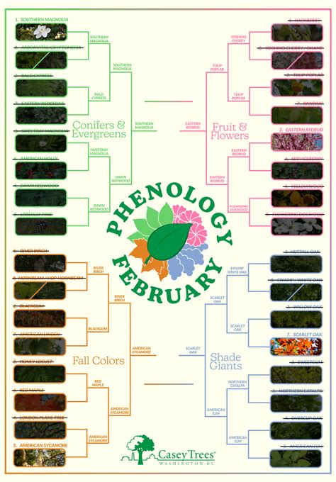 Phenology February Round 4 Casey Trees