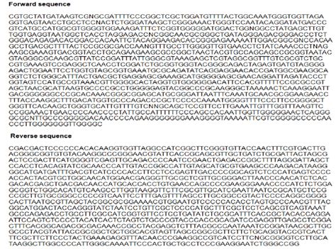 Nucleotide Blast Of This Sequence Showed 9633 Identity With M Luteus