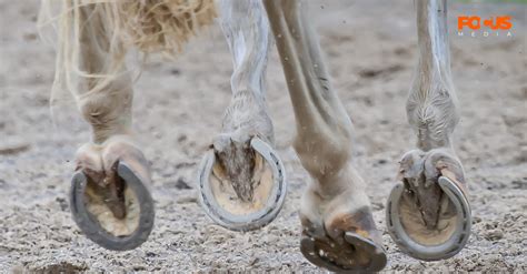 ЦЕГ Хоёр настай хүүхэд моринд өшиглүүлж гэмтжээ