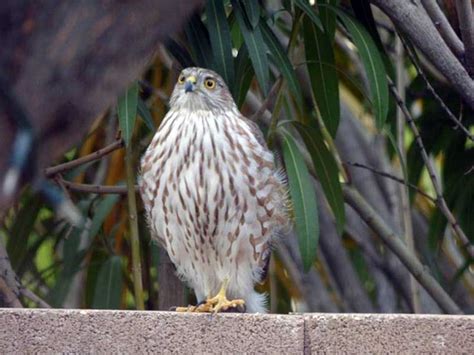 Neighborhood Birds Casas Adobes Terrace Hoa