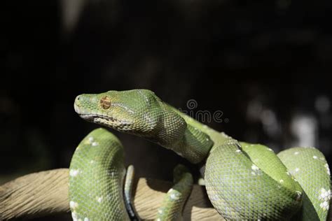 Aru X Biak Cross Green Tree Python Stock Image Image Of Tree Green 337550933