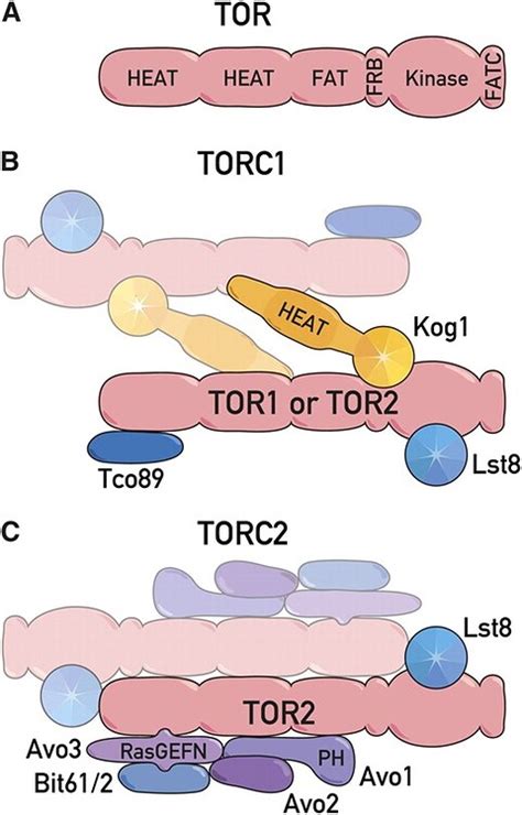 Target Of Rapamycin Tor In Nutrient Signaling And Growth Control Rapamycin Longevity News