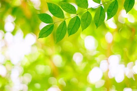 자연 개념에 적합한 정원의 아름다운 보케와 함께 흐릿한 정원 배경으로 나뭇잎을 닫습니다 0명에 대한 스톡 사진 및 기타 이미지 0명 개념 개념과 주제 Istock