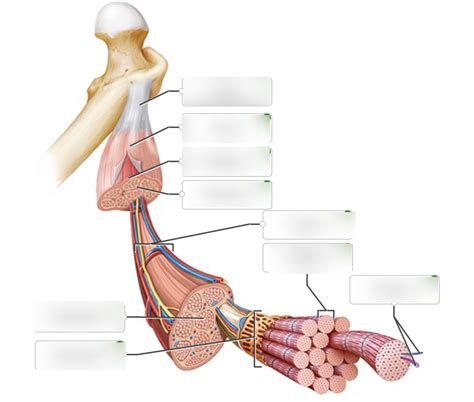 Muscles Diagram Quizlet