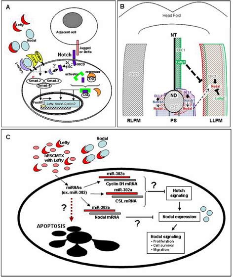 Convergence Of Nodal And Notch Signaling Download Scientific Diagram