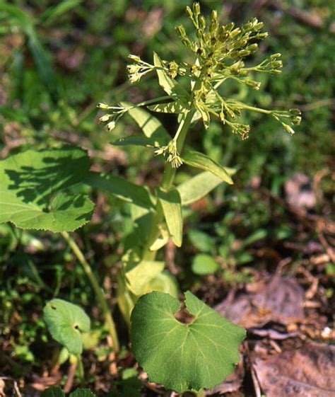 四季の里地里山植物 フキ