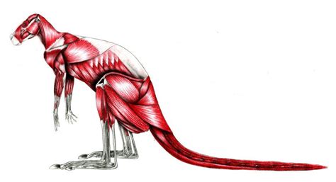 Kangaroo Leg Bones