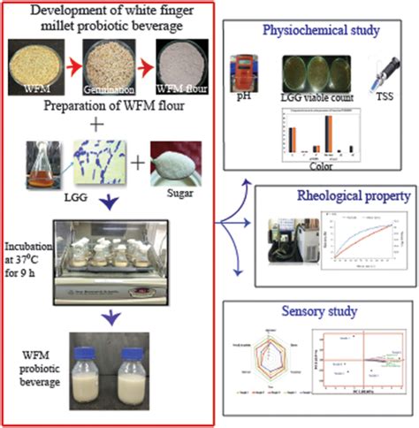 Development Of White Finger Millet Probiotic Beverage Using Lactocaseibacillus Rhamnosus Lgg