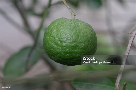 라임 카피르 라임 감귤류 히스트릭스 그린 컬러 나무 근접 촬영 디테일 텍스처 0명에 대한 스톡 사진 및 기타 이미지 0명 감귤류 과일 건강한 식생활 Istock