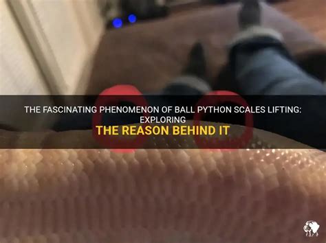 the fascinating phenomenon of ball python scales lifting exploring the