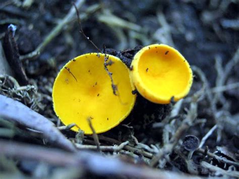 Acervus Epispartius