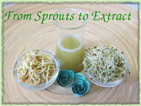 From Sprout To Extract Why Extracting Sprouts Part I Swettis Beauty Blog