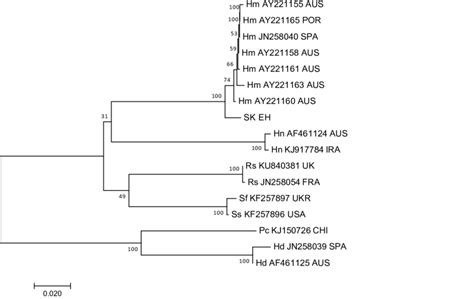 Neighbor Joining Nj Phylogram Generated From The Sequences Of The Download Scientific Diagram