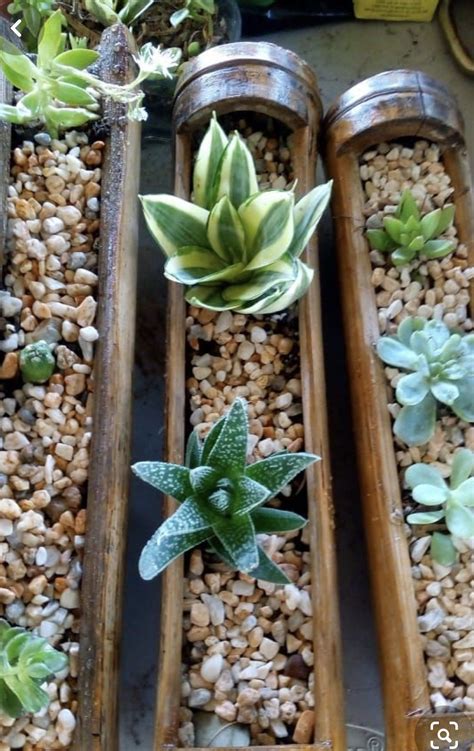 Bamboo Succulent Planter Diy