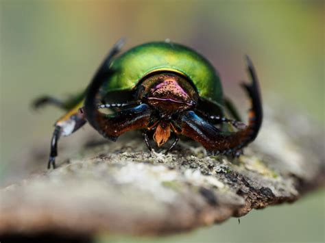 Macro Diffuser Comparison Cygnustech Diffuser AK Diffuser Trick Bits Diffuser Wildmacro