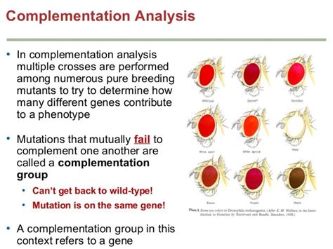 Genetics Chapter 4 Part 2 1