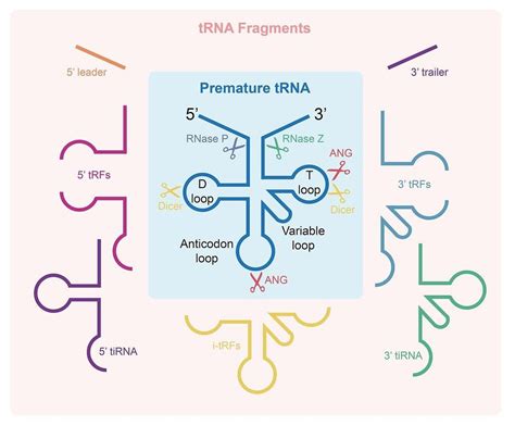 Cbehx On Linkedin Rna