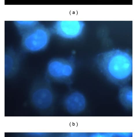 Dapi Staining Assay The Cells Bel 7402 Were Grown On Download