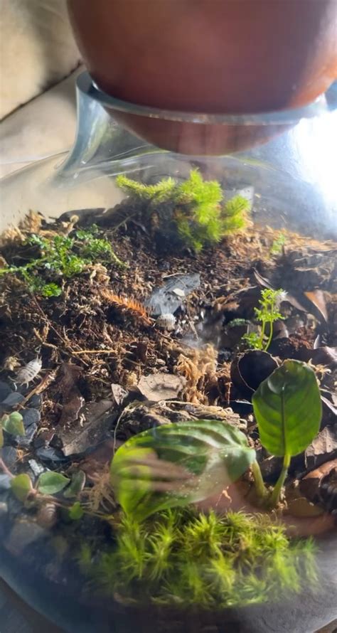 Isopod Enclosure R Terrariums