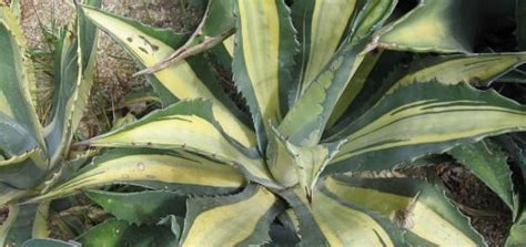 Century Plant Mediopicta Alba Agave Americana Mediopicta Alba