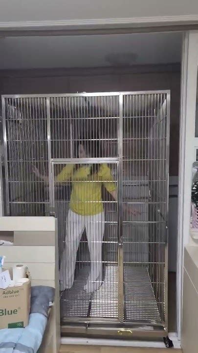 새장에갇혀버린 여자큰일날뻔했네요 Youtube