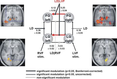 Summary Of The Group Results For The Optimal Four Area Ventral Stream Download Scientific