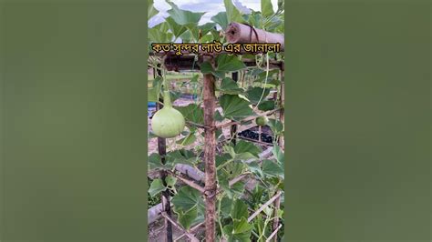 লাউ গাছ চাষি। Agro Farming Everyone Gardening Agriculture লাউ