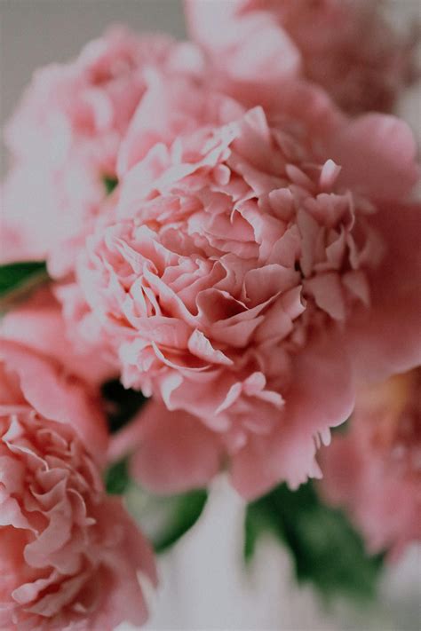 꽃 꽃 식물 꽃꽂이 꽃무늬 꽃이 만개한 꽃이 피는 꽃잎 낭만적인 네온 핑크 라이트 핑크 벽지 매화 매화꽃 모란 밝은 분홍색 밝은 분홍색 배경 벚꽃