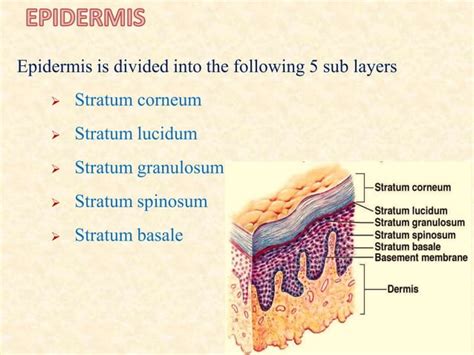 Skin Structure And Function Pptx Skin And