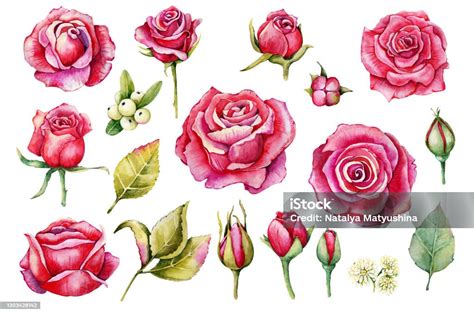 꽃 잎 장미 싹의 세트 흰색 배경에 격리 된 손 수채화 그림 결혼식 초대장 축하 클립아트 엽서 생일을 위한 디자인 개체 그룹에 대한 스톡 벡터 아트 및 기타 이미지 Istock