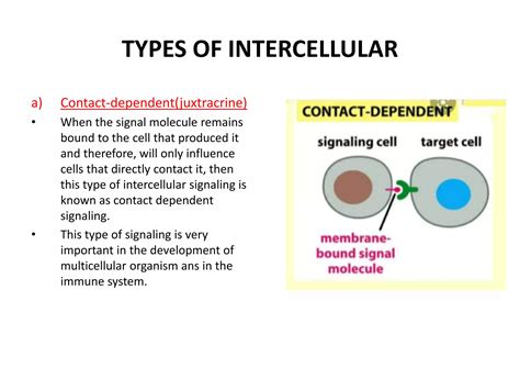 Intercellular Signalling Pathways PPTX