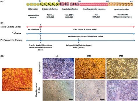 The Hepatic Differentiation Of Human Ips Cells A A Flow Chart
