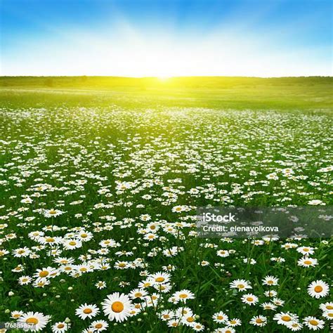 ทุ่งดอกไม้และวันที่มีแดด ภาพสต็อก ดาวน์โหลดรูปภาพตอนนี้ กลางวัน กลางแจ้ง การตั้งค่า การ