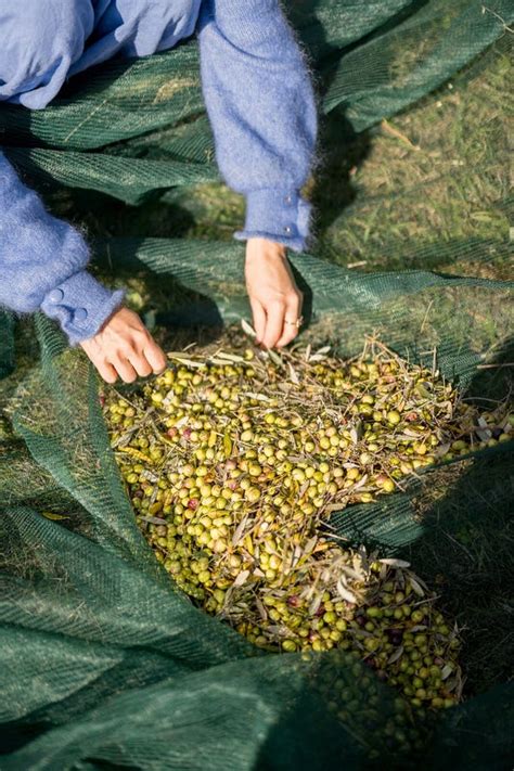 Sorting Freshly Harvested Olives Stock Image Image Of Outdoor Rural