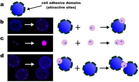 Schematic Representation Of The Relevant Processes In The Experiments