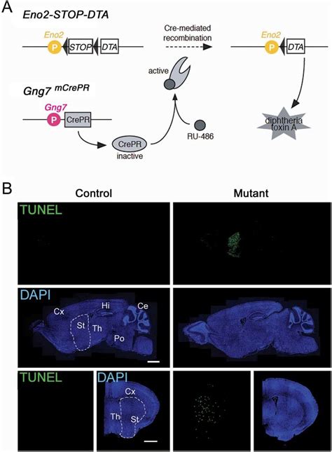 Inducible Ablation Of Striatal Neurons A Schema For Striatal Neuron