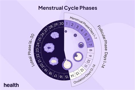 Menstrual Cycle Phases Explained