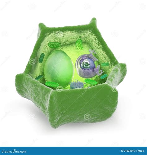 Plant Cell Cutaway Illustration Royalty Free Stock Image Image 31024846