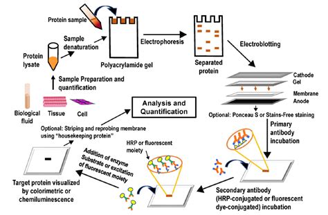 Western Blot