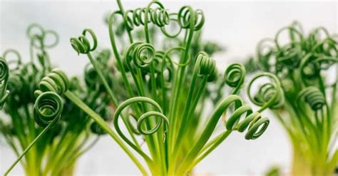 Corkscrew Plant