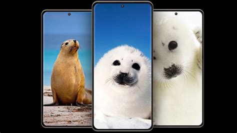 Harp Seal Wallpaper Hd Apk For Android Download