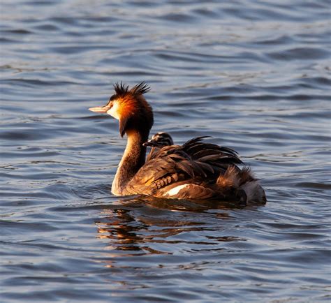 Great Crested Grebe Free Photo On Pixabay