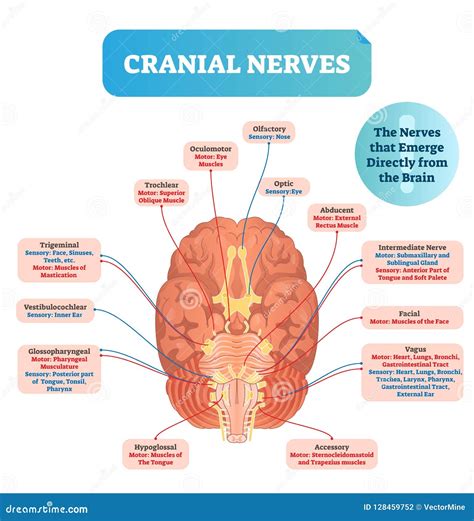 Cranial Nerves Vector Illustration Labeled Diagram With Brain Sections Stock Vector
