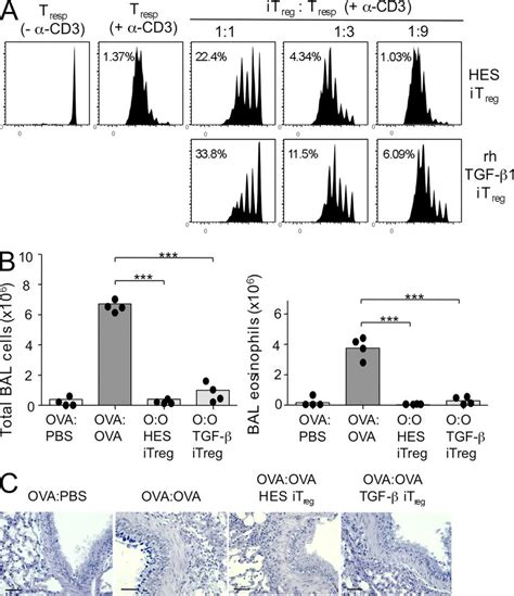 Hes Induced Foxp3⁺ T Reg Cell Are Functionally Suppressive In Vitro And Download Scientific
