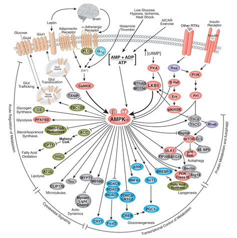 代谢概述 Cell Signaling Technology