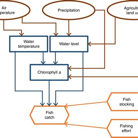 Hypothesized Causal Processes Represented In The Bayesian Networks Download Scientific Diagram