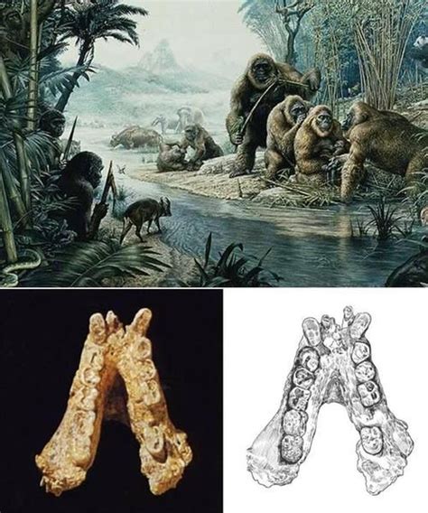 Gigantopithecus … An Extinct Genus Of Ape That Existed From Roughly