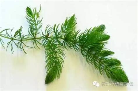 四种常见水草中水产养殖高手绝不会告诉你哪一种水草最适合养殖虾蟹 知乎