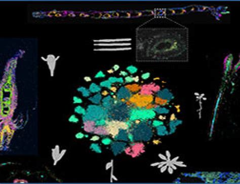 Borzoi Predicting Rna Seq Coverage From Dna Sequence As A Unifying Model Of Gene Regulation