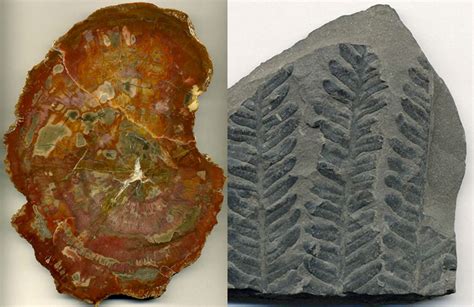 Fossil Fever Permineralization Vs Carbonization